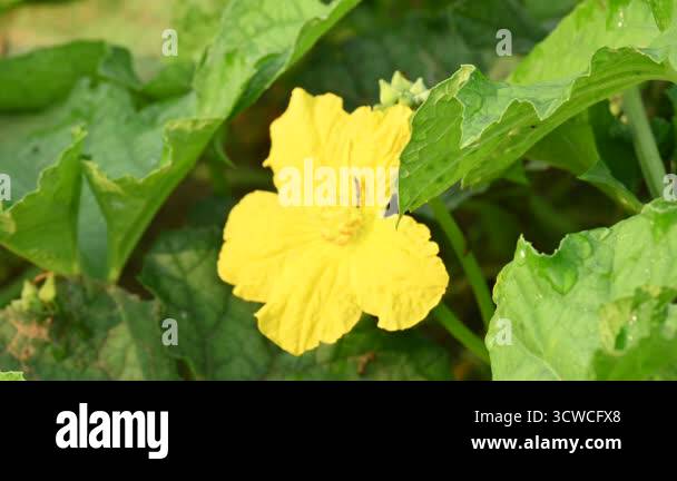 Sponge gourd flower. Its common names theLuffa aegyptiaca, Egyptian ...