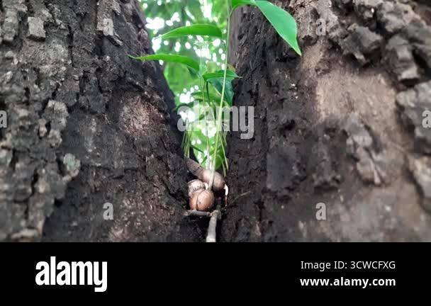 Several Polyalthialongifolia seeds germinating in the crevice between ...