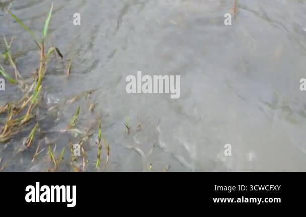 Murky foam mass floating on a small stream of water. Stream of water ...