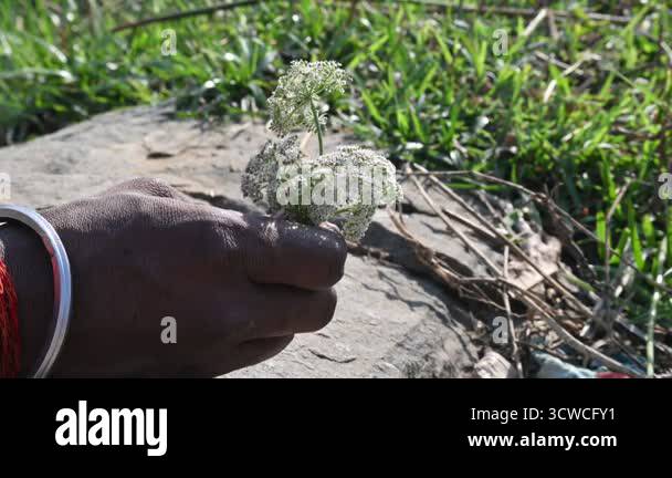 Indian Moon Carrot flower. Its common names Indian Stone Parsley ...