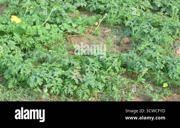Bitter gourd vine in the field. It is a vine plant. Its fruit has a ...