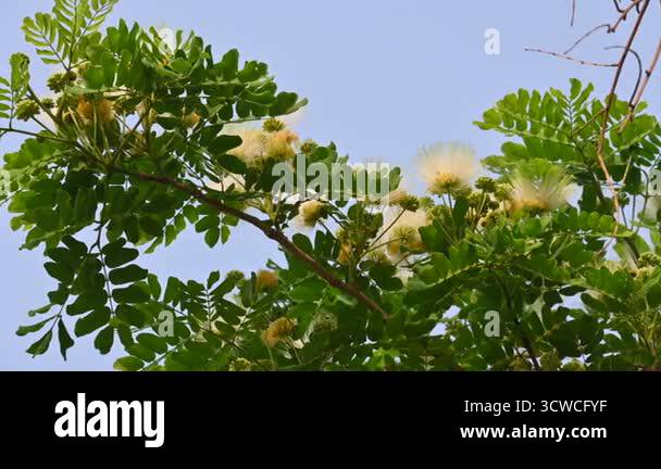 Albizia lebbeck flowers. Its Common names shirisha tree, siris,Indian ...