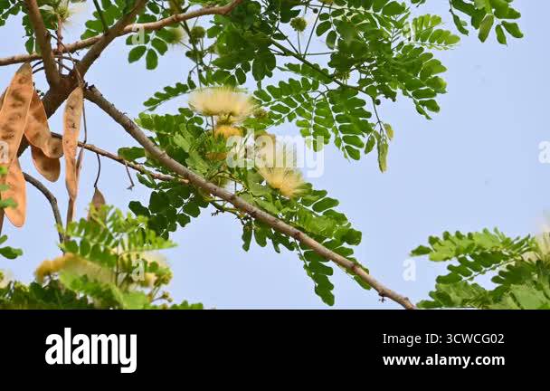 Albizia lebbeck flowers. Its Common names shirisha tree, siris,Indian ...