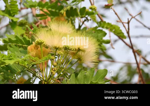 Albizia lebbeck flowers. Its Common names shirisha tree, siris,Indian ...