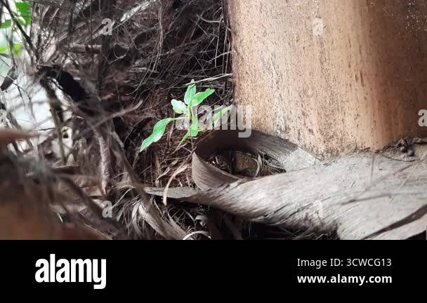 Ficus religiosa plant grows from the fibrous trunk of a palm tree. Its ...