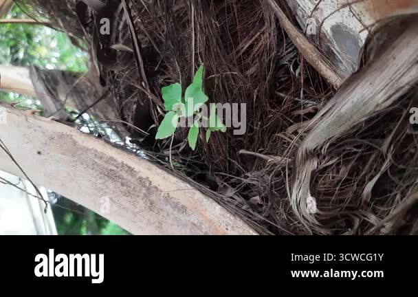 Ficus religiosa plant grows from the fibrous trunk of a palm tree. Its ...