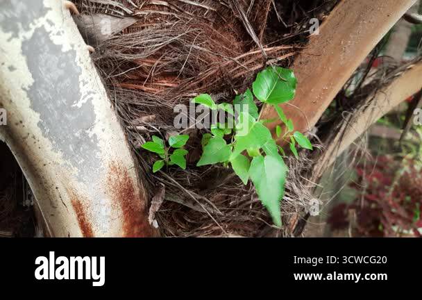 Ficus religiosa plant grows from the fibrous trunk of a palm tree. Its ...