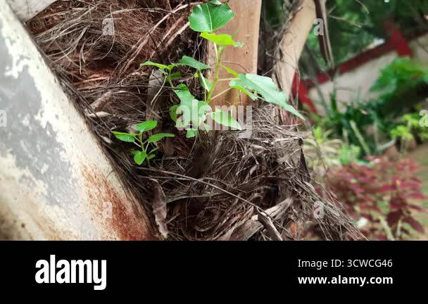 Ficus religiosa plant grows from the fibrous trunk of a palm tree. Its ...