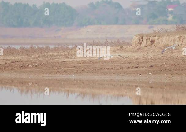 flying bird in the sky at sunset scenic view Stock Video Footage - Alamy