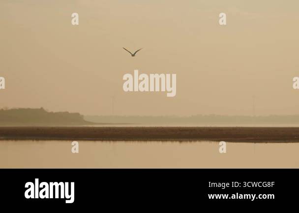 flying bird in the sky at sunset scenic view Stock Video Footage - Alamy