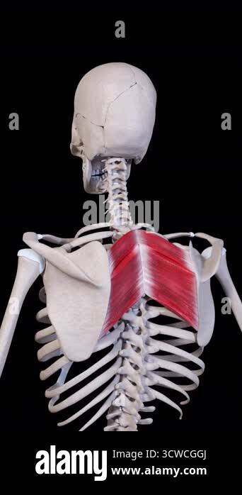 This 3d animation shows the rhomboid muscle movement Stock Video ...