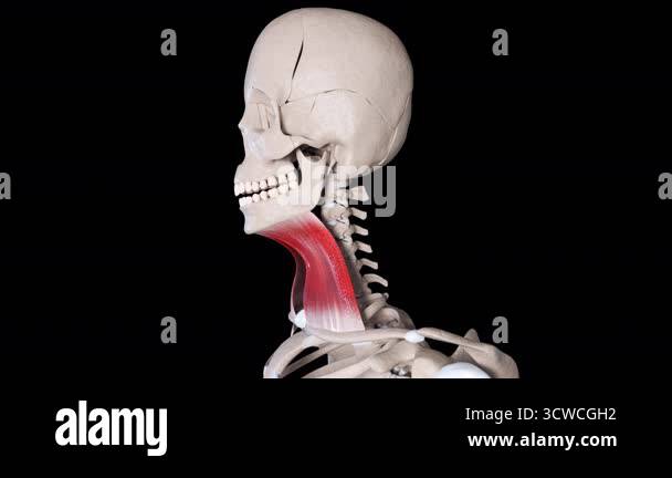 This 3d animation shows a side view of the platysma muscle movement ...
