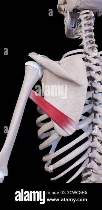 This 3d animation shows the teres major muscle movement Stock Video ...