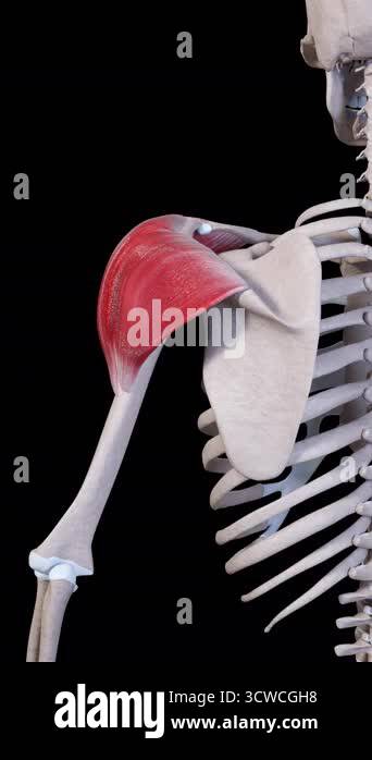 This 3d animation shows a back view of the deltoid muscle movement ...