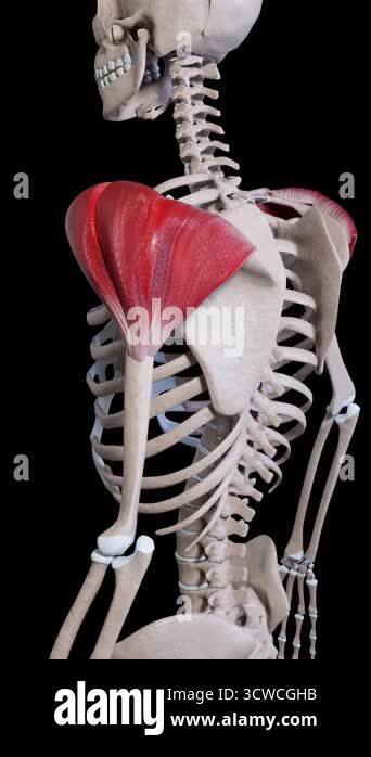 This 3d animation shows a side view of the deltoid muscle movement ...