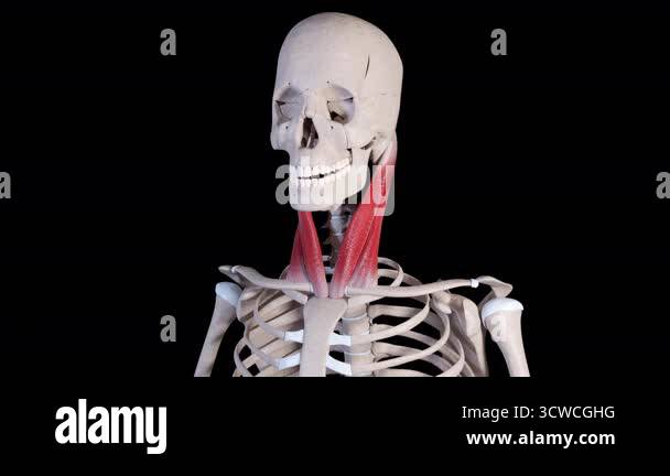 This 3d animation shows the sternocleidomastoid muscle movement Stock ...
