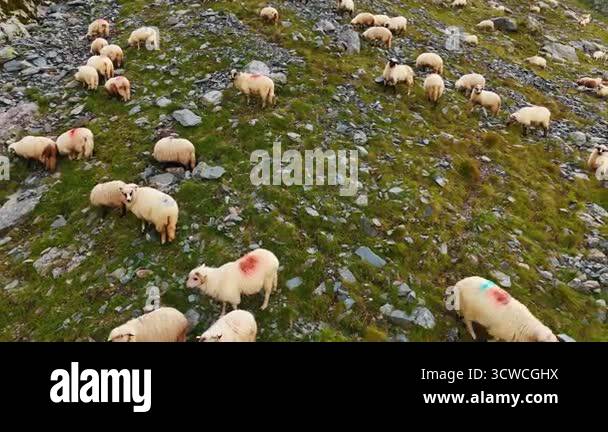 Sheep grazing on rocky mountain slope. A flock of sheep grazing on a ...