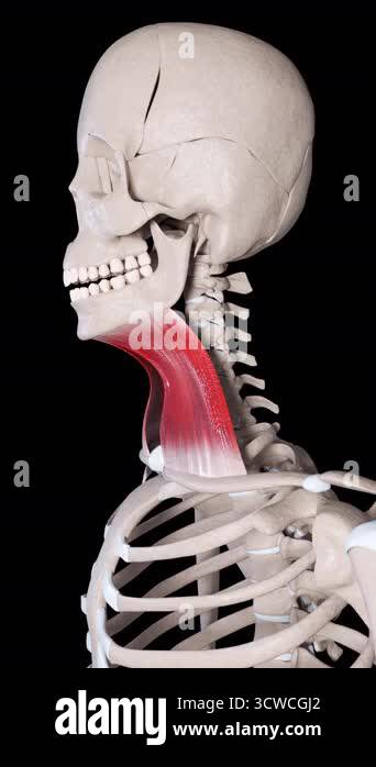 This 3d animation shows a side view of the platysma muscle movement ...