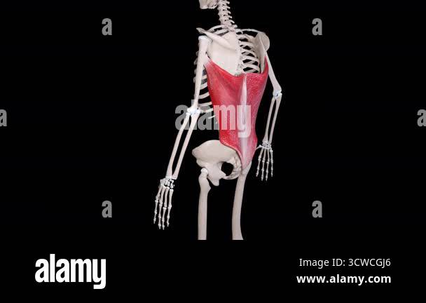 This 3d animation shows a side view of the latissimus dorsi muscle ...