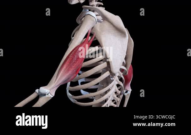 This 3d animation shows the triceps muscle movement Stock Video Footage ...