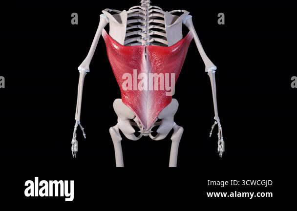 This 3d animation shows a back view of the latissimus dorsi muscle ...