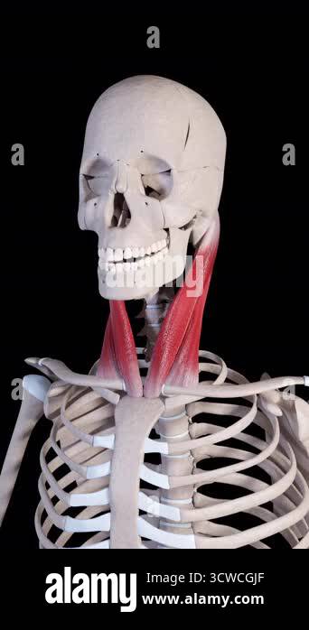 This 3d animation shows the sternocleidomastoid muscle movement Stock ...