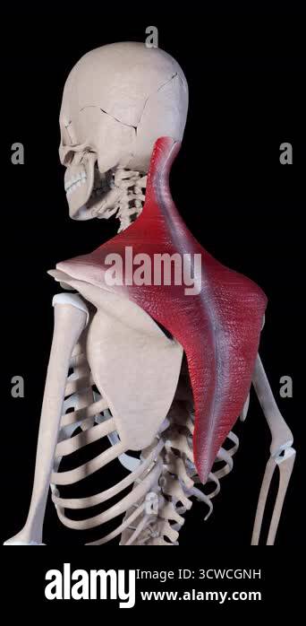 This 3d animation shows the trapezius muscle movement Stock Video ...