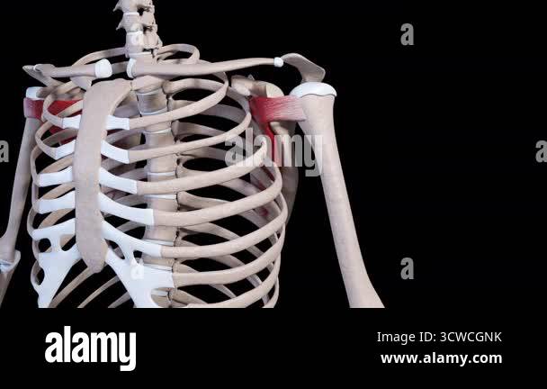 This 3d animation shows the subscapularis muscle movement Stock Video ...