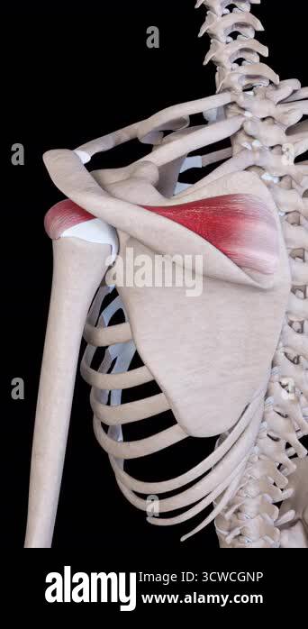 This 3d animation shows the supraspinatus muscle movement Stock Video ...
