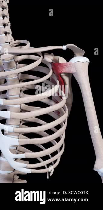 This 3d animation shows the subscapularis muscle movement Stock Video ...