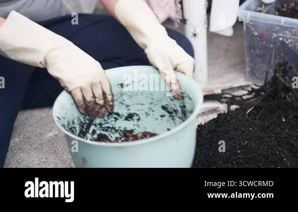 Person in white gloves carefully repotting green plant, using fresh ...
