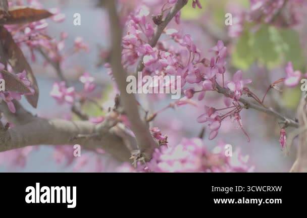 Closeup of pink blossoms on tree branch swaying gently in spring breeze ...