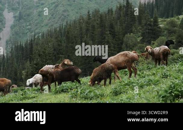 Sheep and rams graze on high-altitude pastures amidst mountains and ...