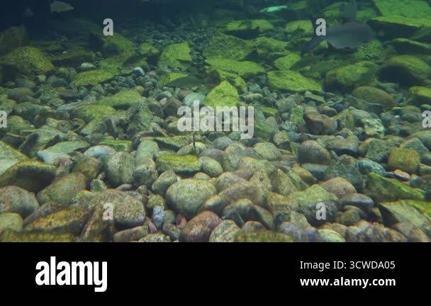 Serene underwater view of a riverbed showcasing smooth rocks, scattered green algae, and ...