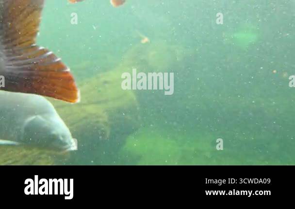 Underwater scene revealing fish swimming near submerged vegetation ...