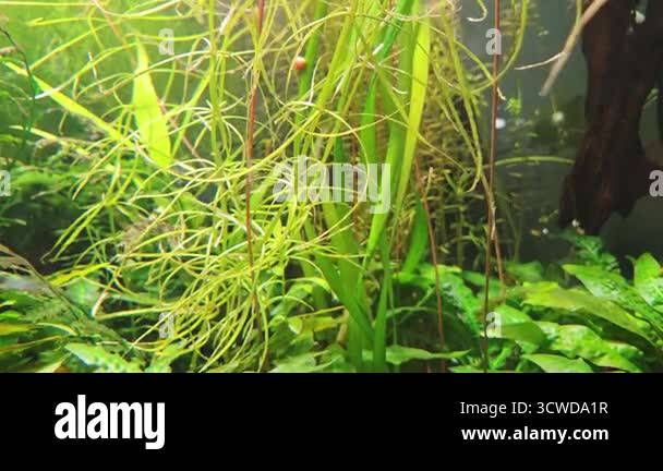 Dense, vibrant plants dominate an aquarium scene, with long stems and ...