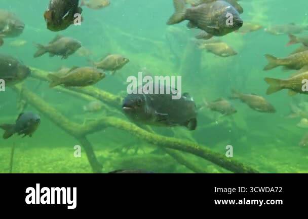 A diverse group of freshwater fish swims in a serene underwater ...