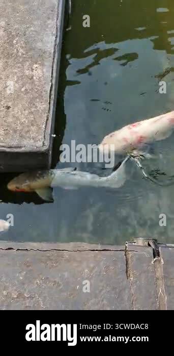This video shows a group of koi fish swimming among the rocks in a pond ...