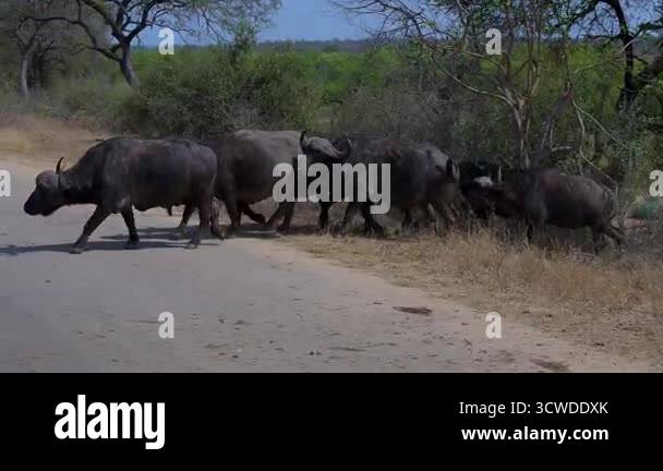 Cape buffalo, also known as African buffalo, in the bush of Kruger ...