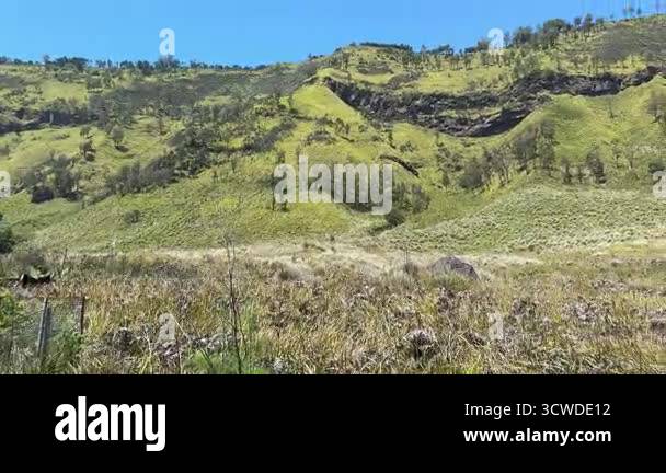 4k footage of mountain valley savannah with colorful vegetation, flower ...