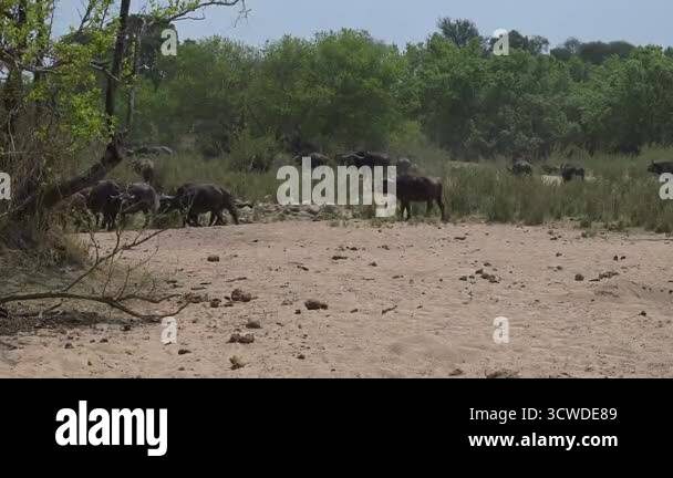 Cape buffalo, also known as African buffalo, in the bush of Kruger ...