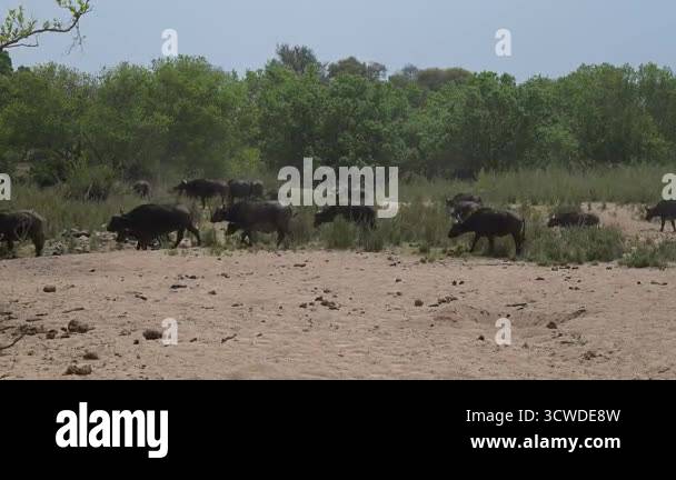 Cape buffalo, also known as African buffalo, in the bush of Kruger ...