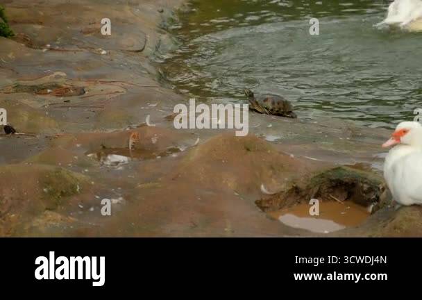 Turtle walking near white duck bird by pond of poultry yard. Peaceful ...