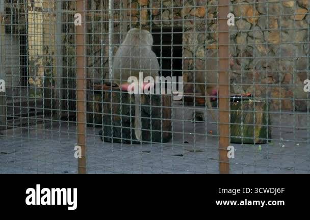 Large male hamadryas baboon sits in a cage back to camera, observing ...