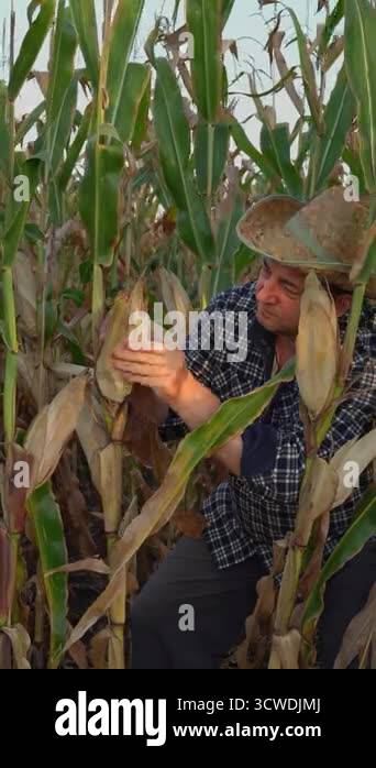 Field tall corn crops Stock Videos & Footage - HD and 4K Video Clips ...