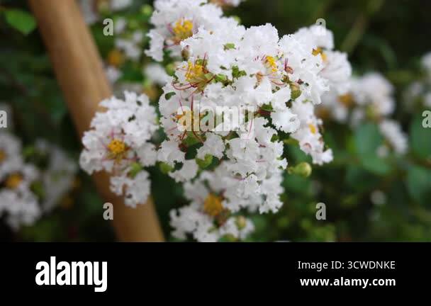 White Lantana Tree Blooming In Morning, a serene nature scene perfect ...