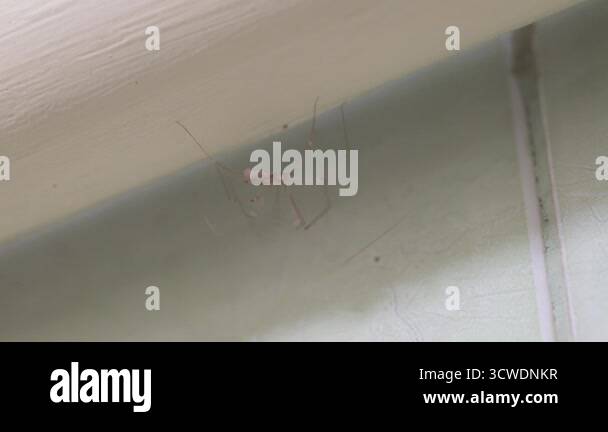 House spider building web in room corner. A house spider skillfully ...