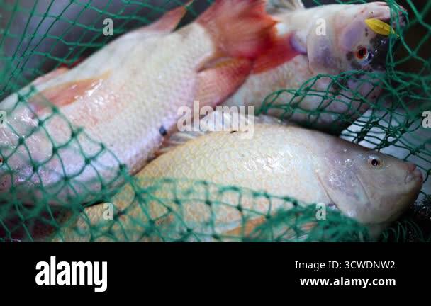 Ruby Fish In Fishing Net, detailed catch scene perfect for seafood ads ...