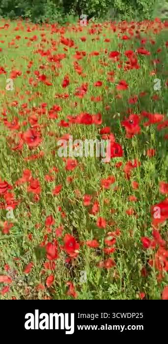 Close-up footage of bees collecting pollen from vibrant red poppy ...