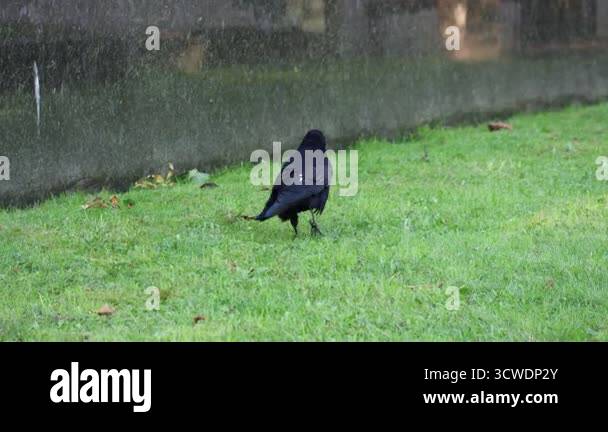 Rook with open beak Stock Videos & Footage - HD and 4K Video Clips - Alamy